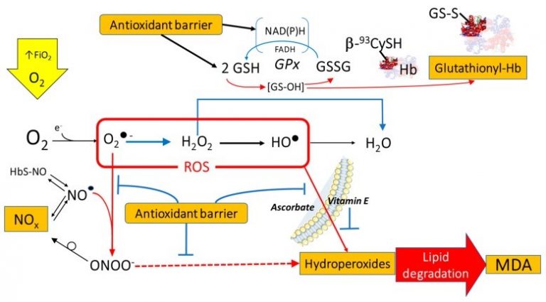 Hypoxia vs Hyperoxia: the effects of too much and too little Oxygen ...